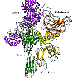 A putative model of the Peptide Loading Complex