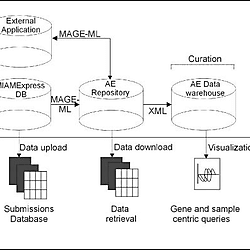 () The ArrayExpress architecture and database side activities are shown