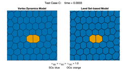 Supplementary Movies for "A numerical algorithm for modeling cellular rearrangements in tissue ...
