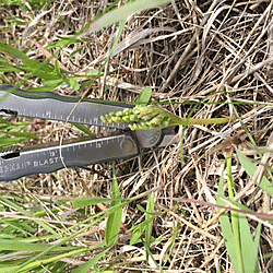 Botrychium campestre photo