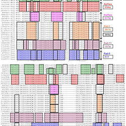 Ras families and sub-families defined by singular vectors (labeled at ...