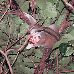 Records of mammals from Tripura, Northeast India