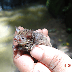 Records of mammals from Tripura, Northeast India