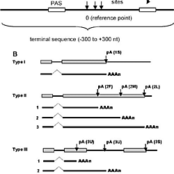 () Schematic representation of a poly(A) site and polyadenylation ...