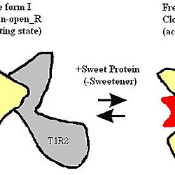 Diagrammatic representation of the T1R2-T1R3 receptor showing possible ...