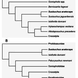 Paleohistology of Susisuchus anatoceps