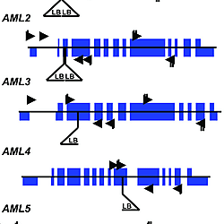 The position of the insertion in each locus is indicated by a triangle ...