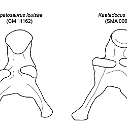 FIGURE S13. Comparison of the basioccipital-basisphenoid complex of ...