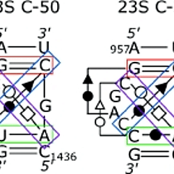Annotated secondary structures for C-loop motifs from crystal ...