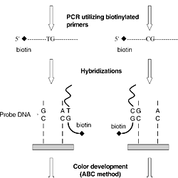 Methylation microarray procedure for the analysis of hybridization data