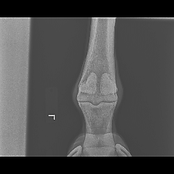 Radiograph of flexed dorsodistal palmarproximal oblique view of the ...