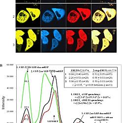 Validation of linked FRET in the CFP-YFP-mRFP fusion protein using ...