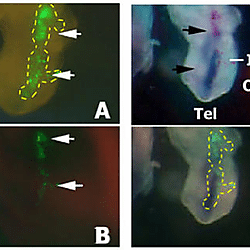 Embryos co-electroporated with a pool of DIG-labelled siRNAs and the ...