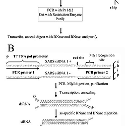 () General scheme for the preparation of siRNA mixtures using custom ...