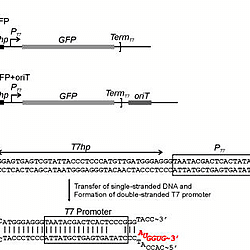 Plasmids for assaying conjugative DNA transfer between and T7RNAP ...