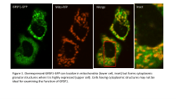 GRSF1-GFP and GRSF1-GFP11