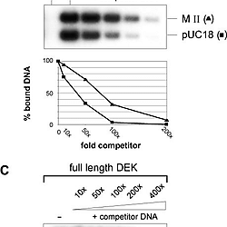 DNA pull-down assay