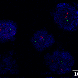 Microscopy images for fusion partners