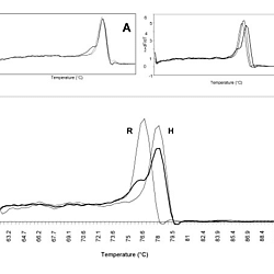 Tm analysis with SYBRGreen I of 101-bp PCR products to discriminate the ...