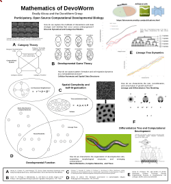 Mathematics of DevoWorm