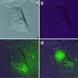 Microinjections into cells