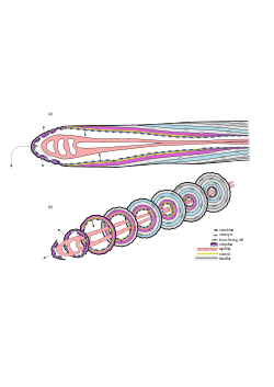 Closing cones create conical lamellae in secondary osteonal bone