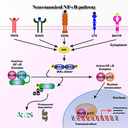 Non-canonical NF-κB Signaling Pathway