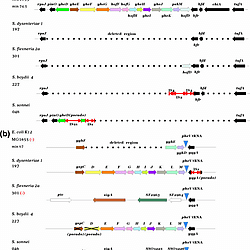 Graphic representation of the different T2SS loci in K-12 MG1655 and ...