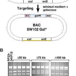 BAC trimming using selection