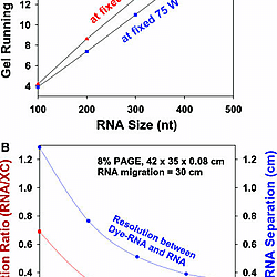 RNA fluorescent labeling by and under the T7 Ï 2