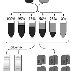 Schematic representation of the experimental design