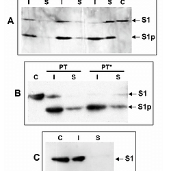 S1 processing and detergent fractionation in CHO cells