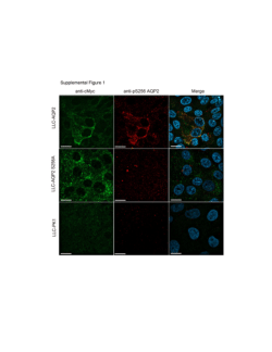 Supplemental Figure 1.pdf