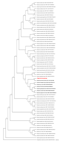 Septoria_krystynae_ML_1000.pdf