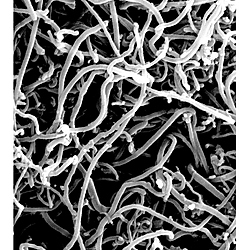 Nitrogen-doped multi-walled carbon nanotubes