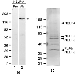 Identification of subunits of the NELF complex