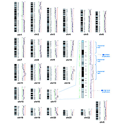 Comprehensive submegabase-resolution tiling set (SMRT) array ...
