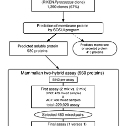 Item - Flow chart of the screening process used to identify OT3 protein ...