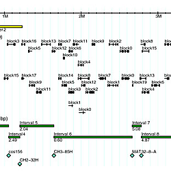 Map of chromosome 7 showing relative locations of genetic markers and ...