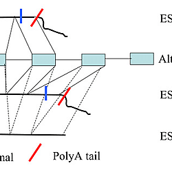 Derivation of transcript patterns by the AltTrans pipeline from AltSplice splice patterns