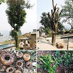 Notes on the morphological diversity, ethnobotanical uses, and ...