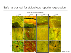 Hipp11 td-sfGFP dre / rox reporter mouse