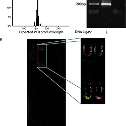 Multiplex selector PCR