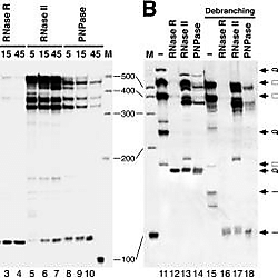 () Digestions of the splicing products with RNase R, RNase II and PNPase