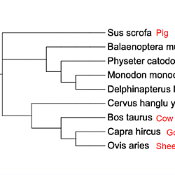 Phylogenetic Tree of Cetacea and Artiodactyla