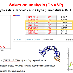 Pairwise DnaSP Analysis between Oryza sativa Japonica and Oryza ...