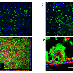 Immunofluorescent staining for differentiated cell markers in ...