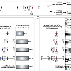 () Shows a schematic diagram (drawn to scale) of the exon-rich genomic ...