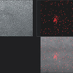 PacI-digested pAdeasy-GFP and pAdeasy-DsRed were transfected separately ...
