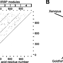 Module structure of interphotoreceptor retinoid-binding protein (IRBP ...